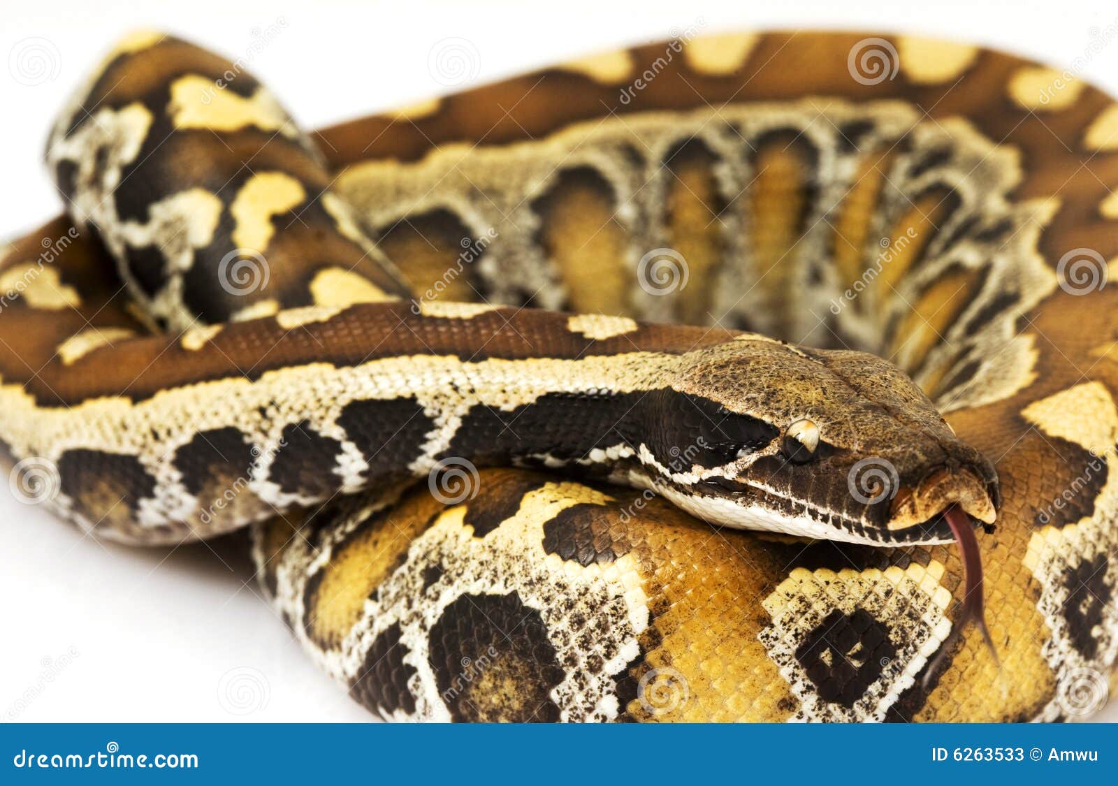 Blood Python stock image. Image of nature, beauty, background - 6263533