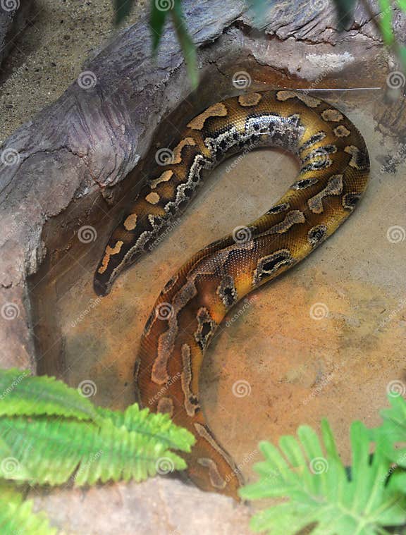 Blood python stock photo. Image of lying, teeth, bite - 53812016