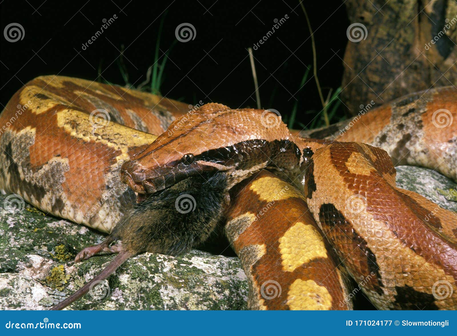 PYTHON MALAIS Python Curtus Stock Image - Image of animal, feeding ...