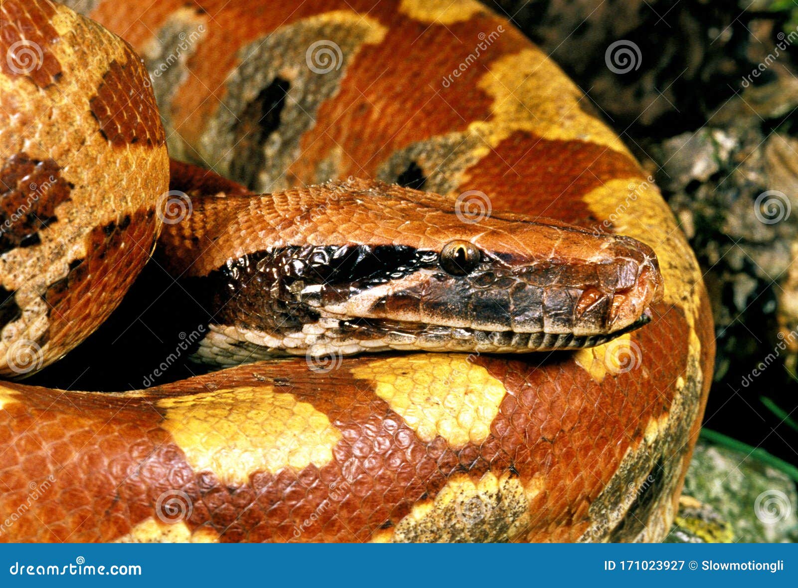 PYTHON MALAIS Python Curtus Stock Image - Image of curtus, adult: 171023927