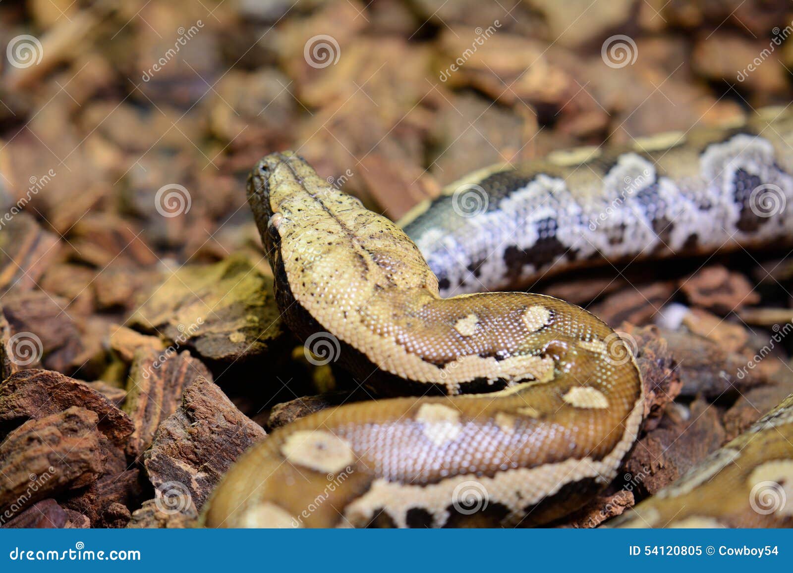 Blood Python (Python Curtus) Stock Image - Image of resting, natural ...