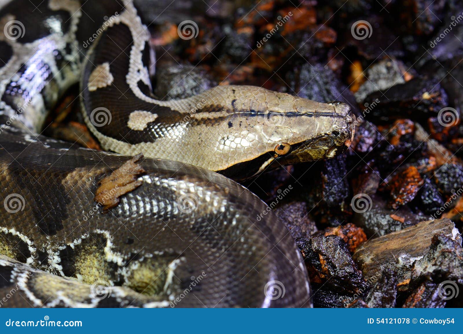 Blood Python (Python Curtus) Stock Photo - Image of serpent, colourful ...