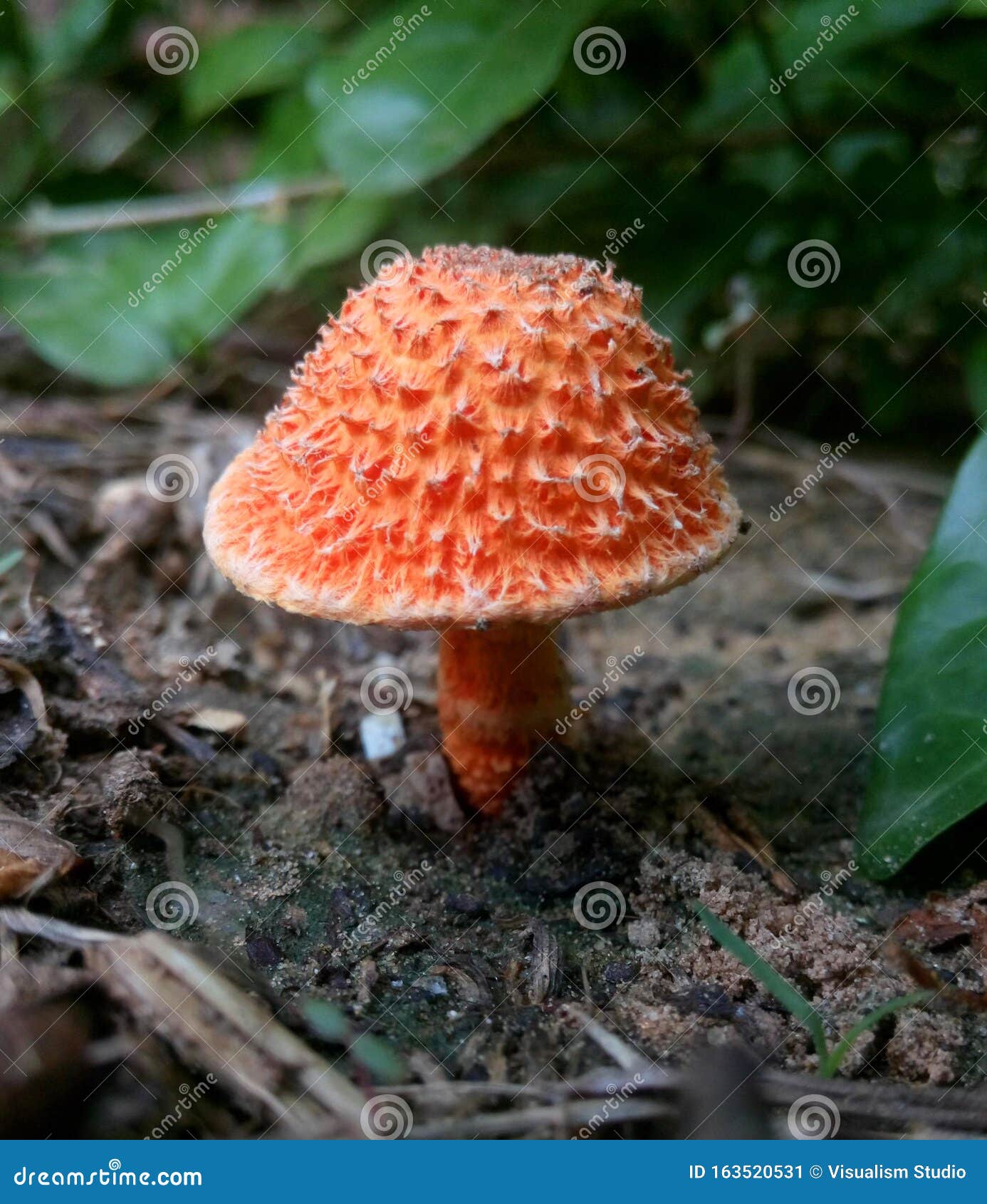 Blood Red Fungus Grows on the Ground in Moist Forests Stock Image ...