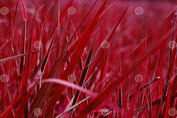 Blood red grass stock photo. Image of bright, nature, bloodred - 785610