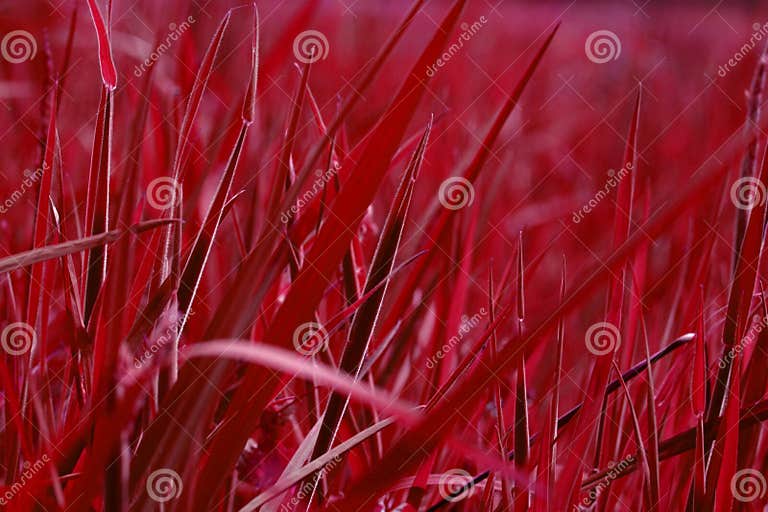Blood red grass stock photo. Image of bright, nature, bloodred - 785610