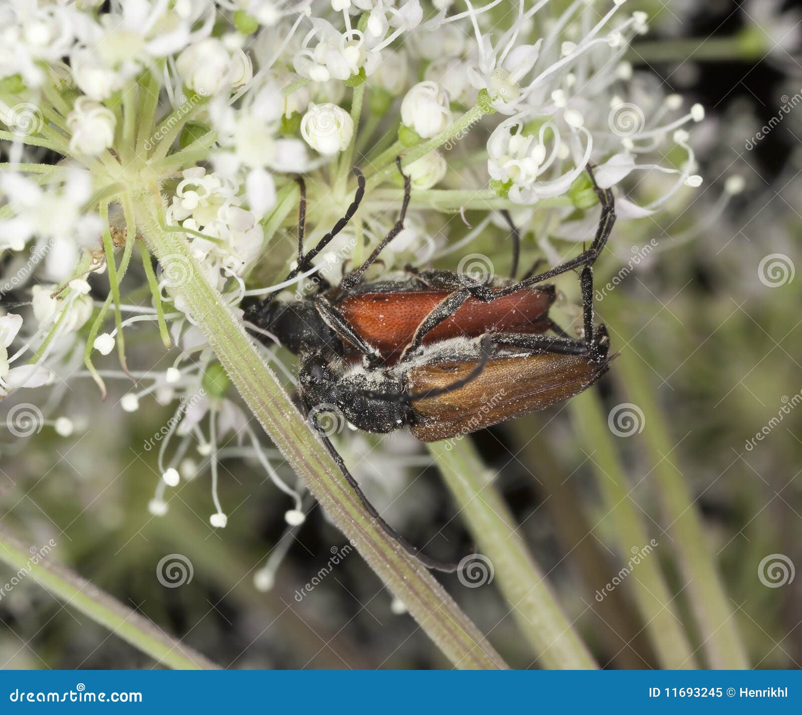 Blood-red longhorn beetle stock image. Image of fauna - 11693245