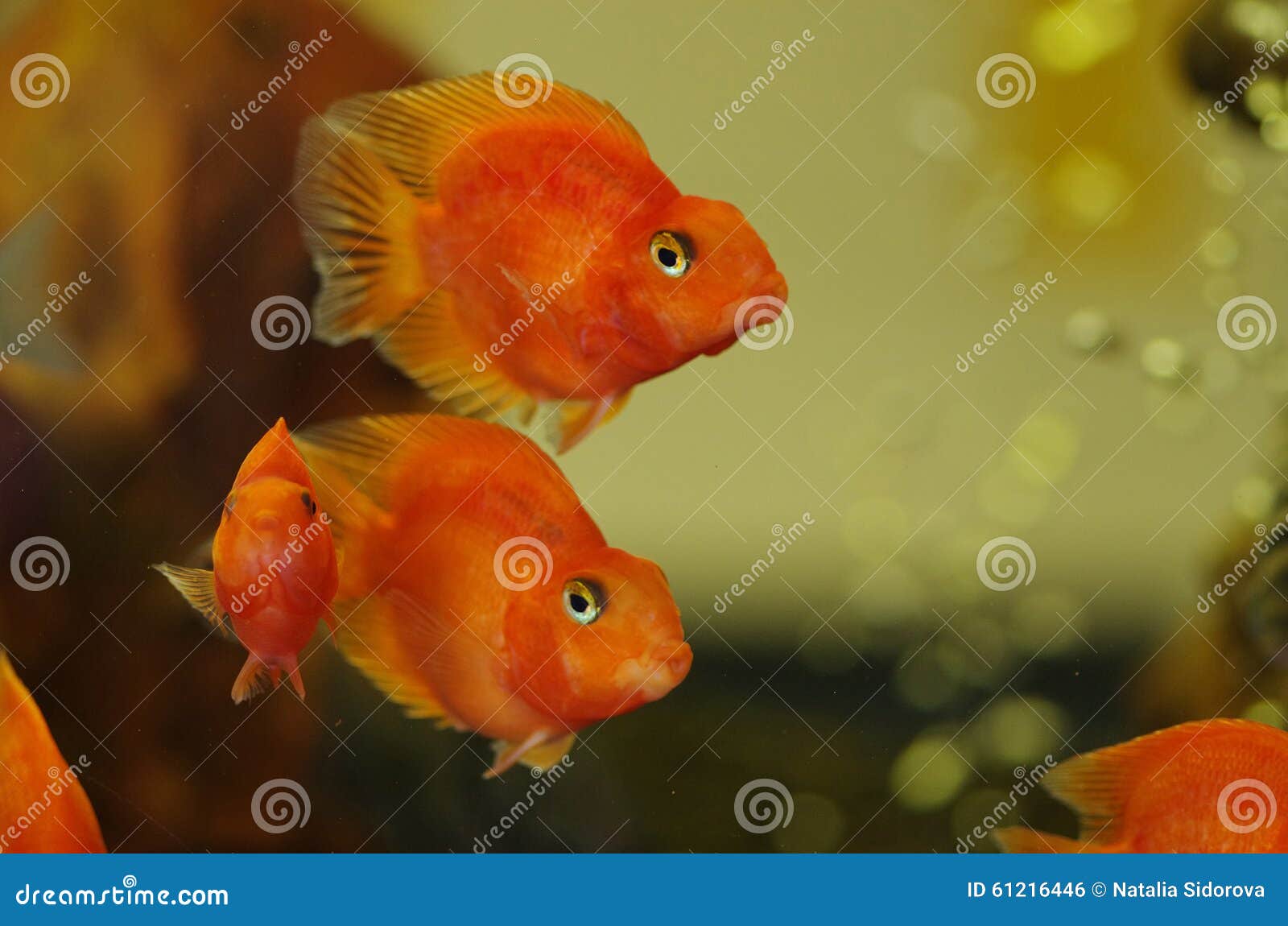 Blood Red Parrot Cichlid Aquarium Fish Stock Photo - Image of multi ...