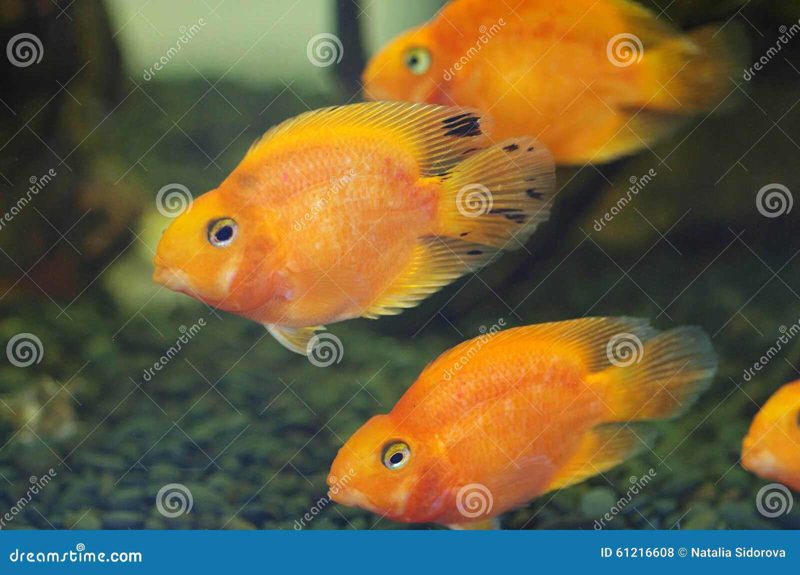 Blood Red Parrot Cichlid Aquarium Fish Stock Photo - Image of aquaria ...