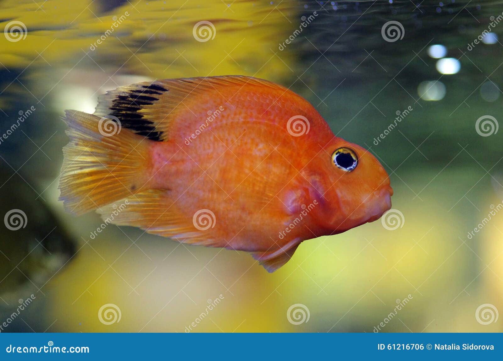 Blood Red Parrot Cichlid Aquarium Fish Stock Photo - Image of gemstone ...