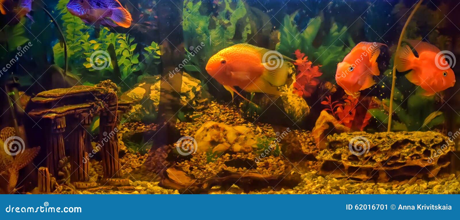 Blood Red Parrot Cichlid Aquarium Fish Stock Image - Image of fish ...