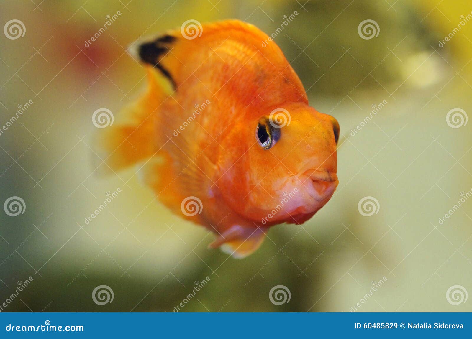 Blood Red Parrot Cichlid stock image. Image of aquatic - 60485829