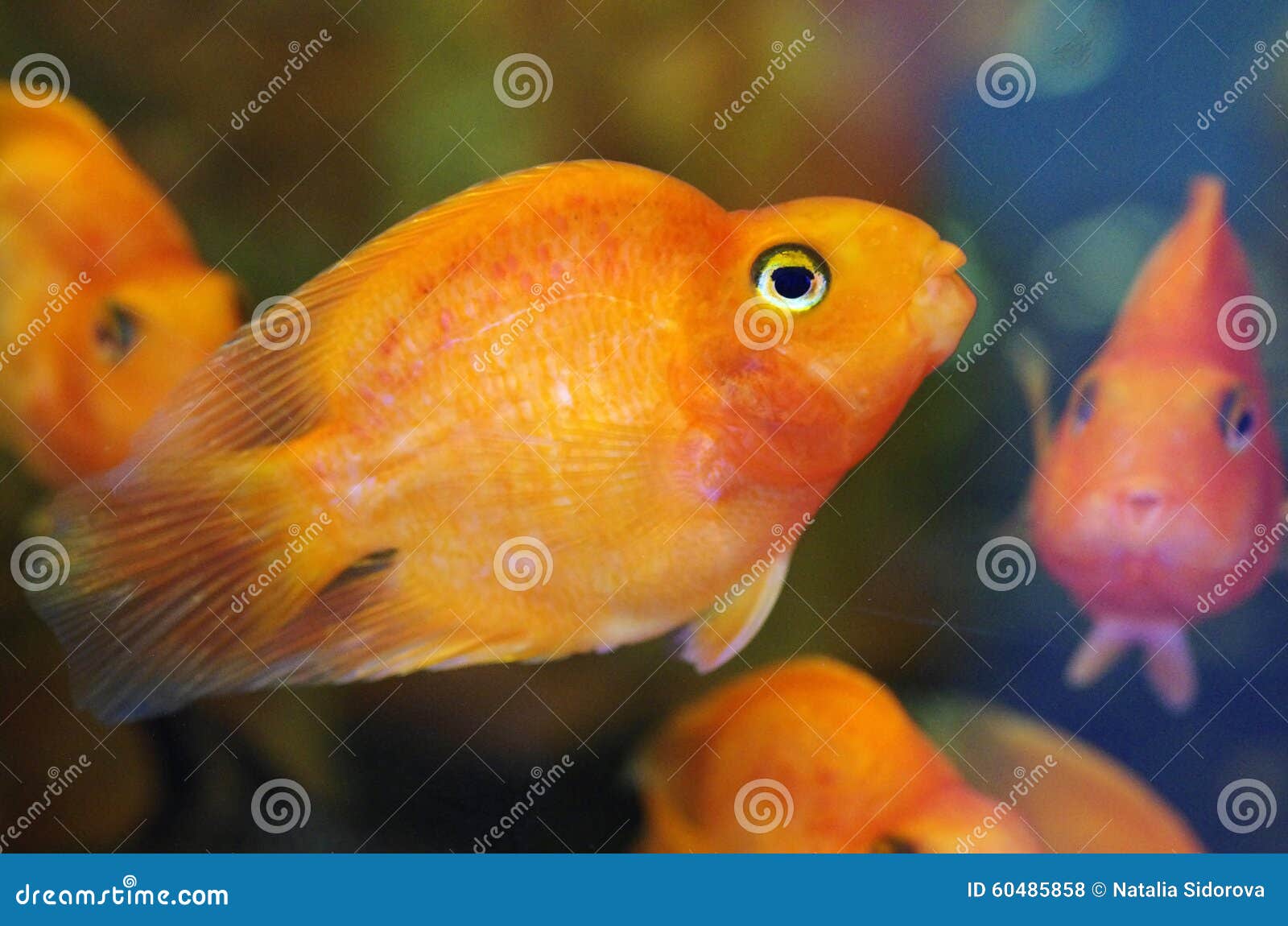 Blood Red Parrot Cichlid stock photo. Image of tank, biology - 60485858
