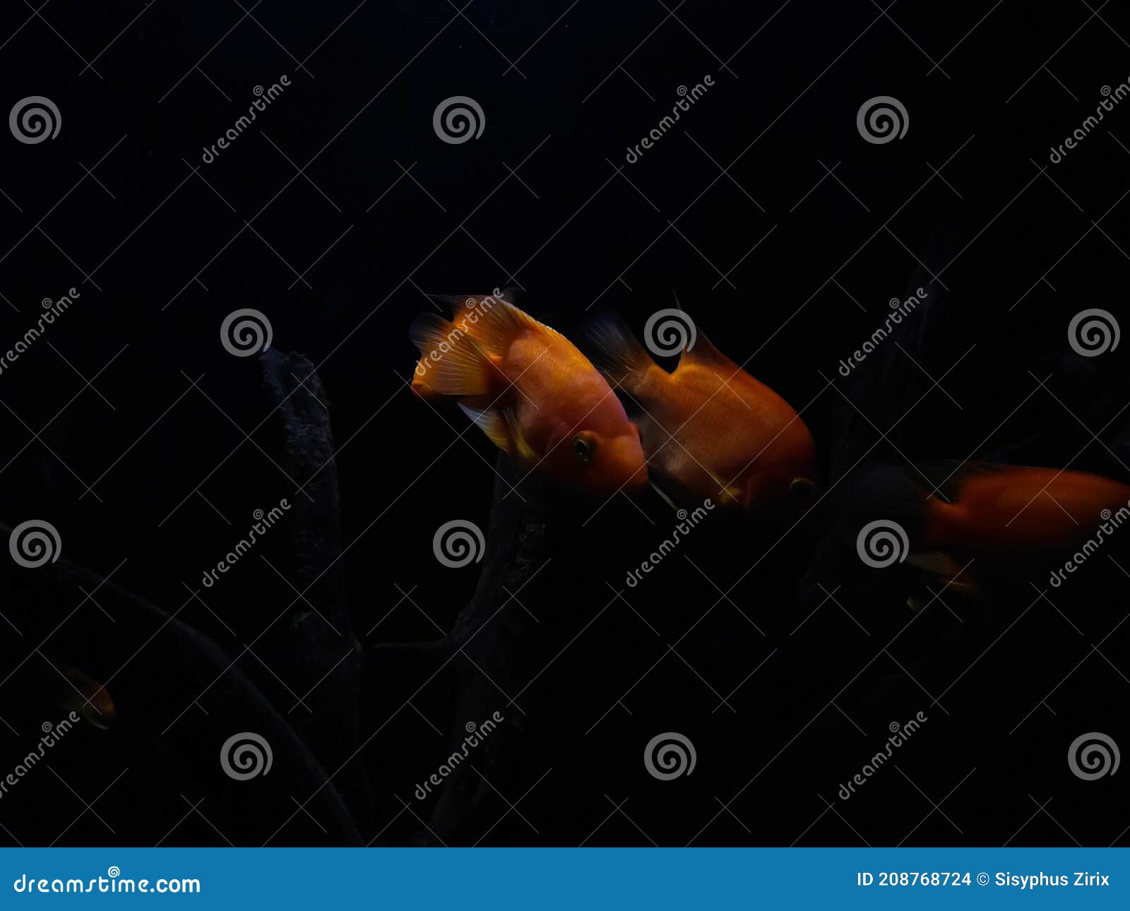Blood-red Parrot Cichlid Fish in an Aquarium Stock Photo - Image of ...