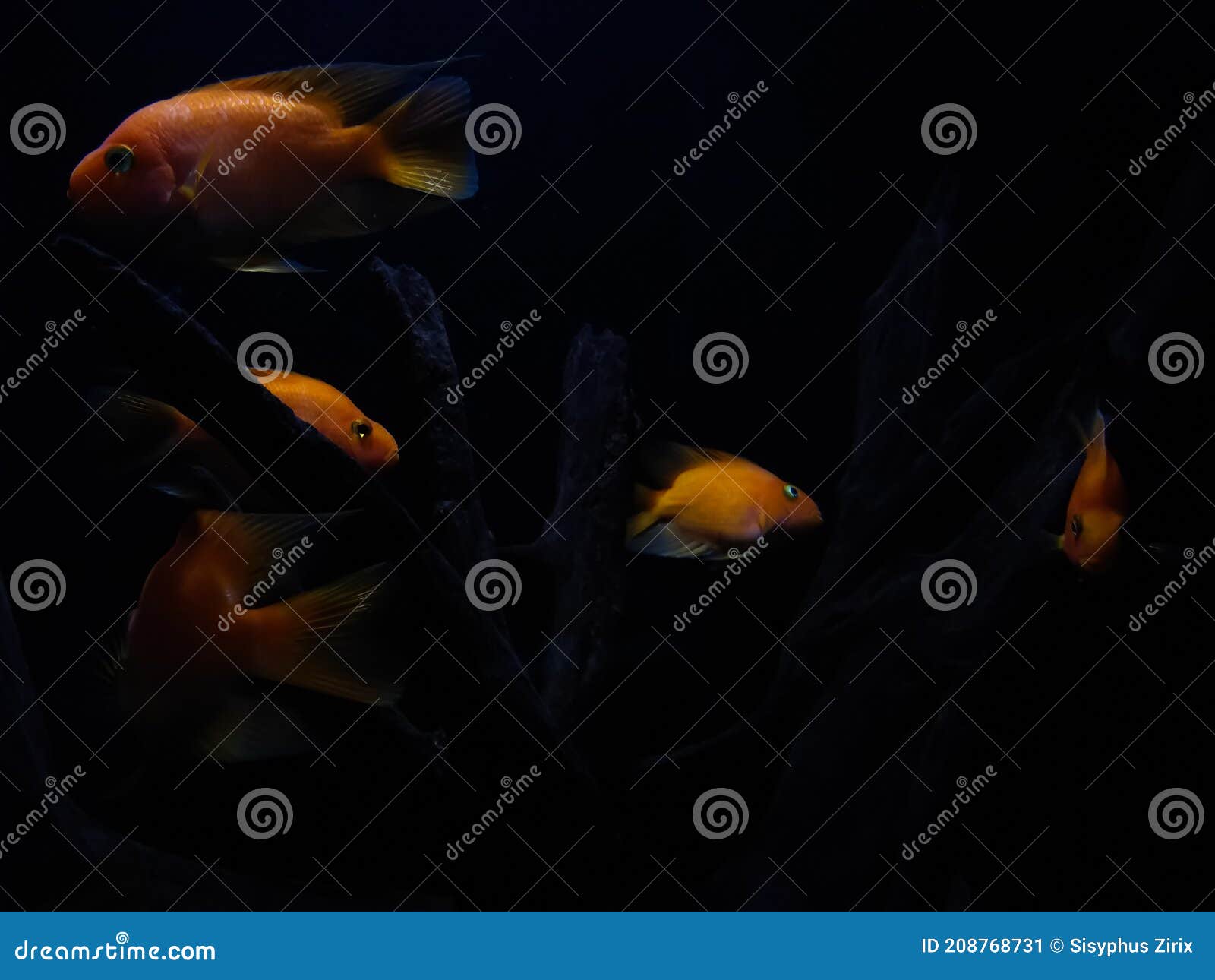 Blood-red Parrot Cichlid Fish in an Aquarium Stock Image - Image of ...