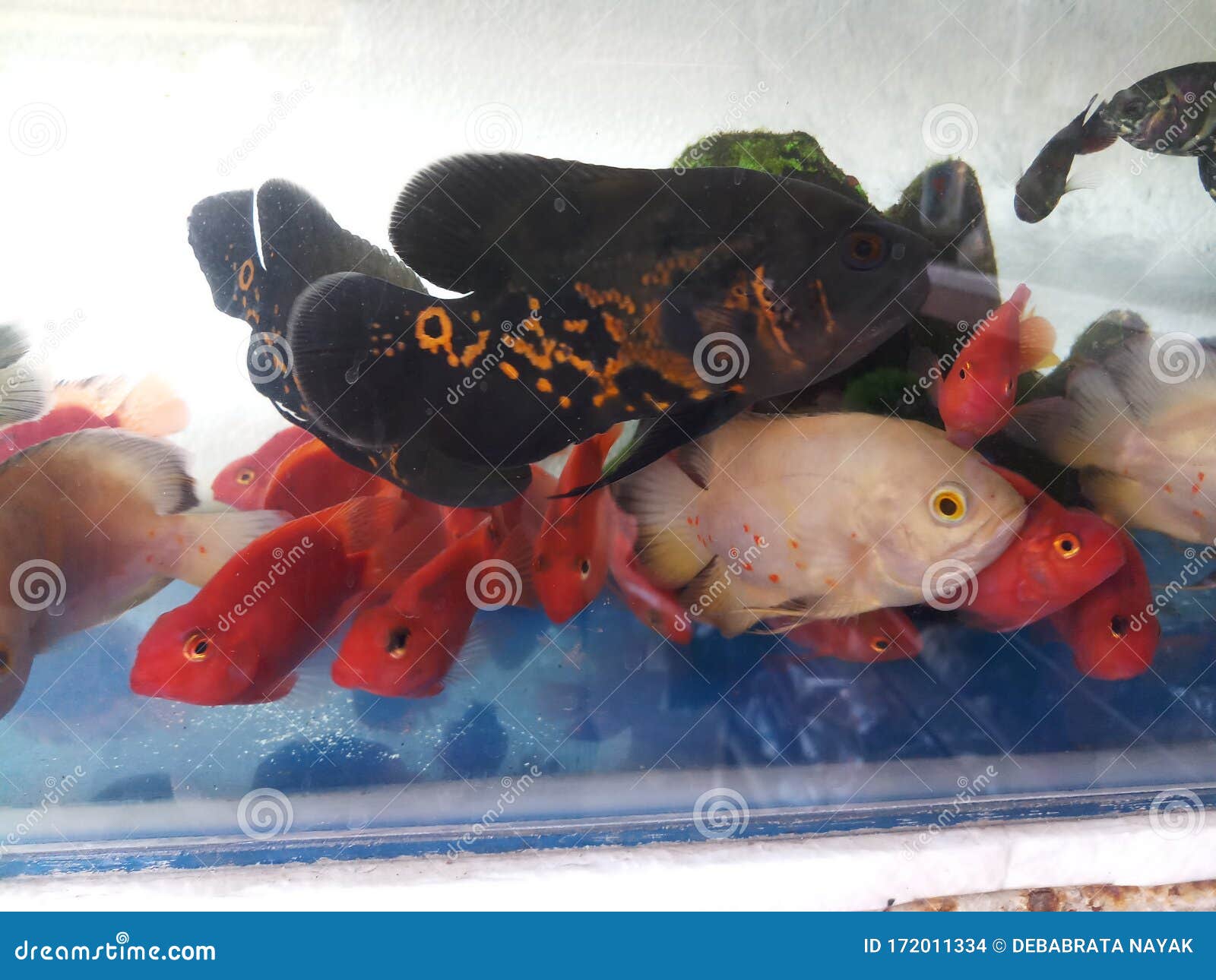 Blood Red Parrot Fish and Oscar Fish Stock Photo - Image of aquarium ...