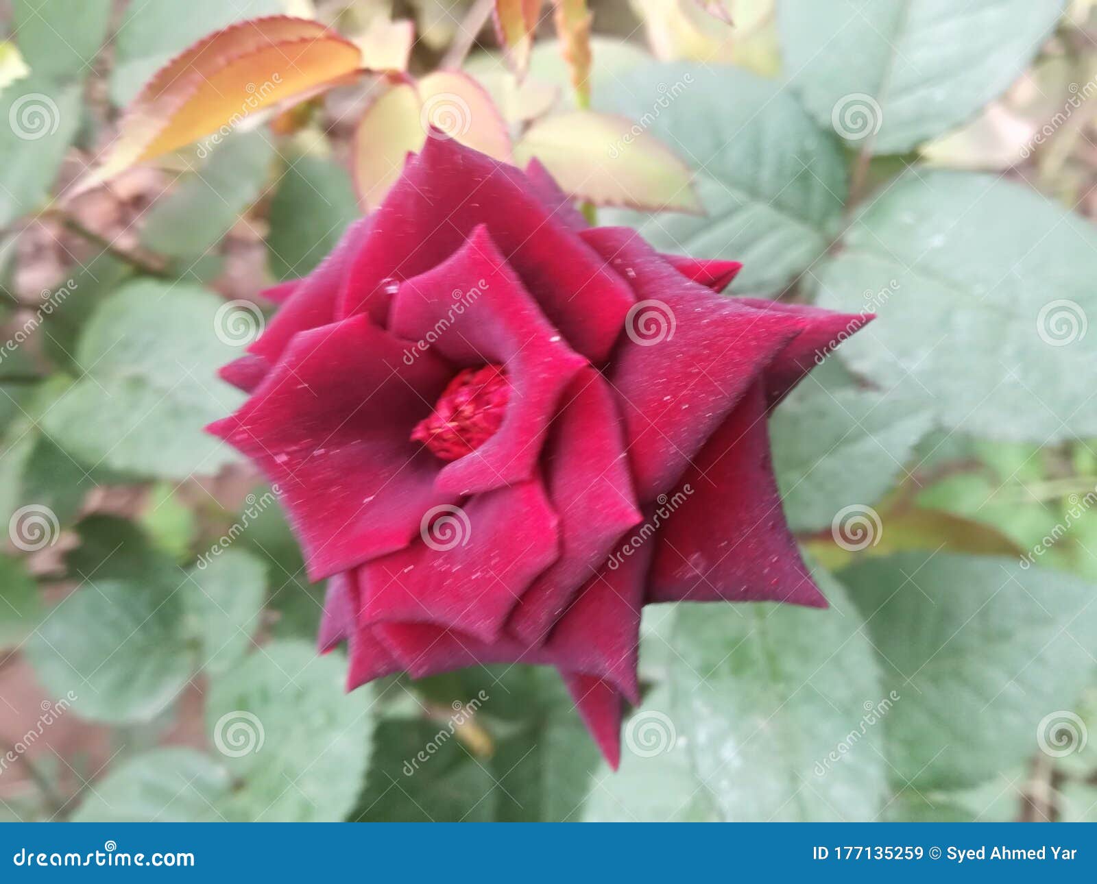 Blood Red Rose stock image. Image of love, rose, blood - 177135259