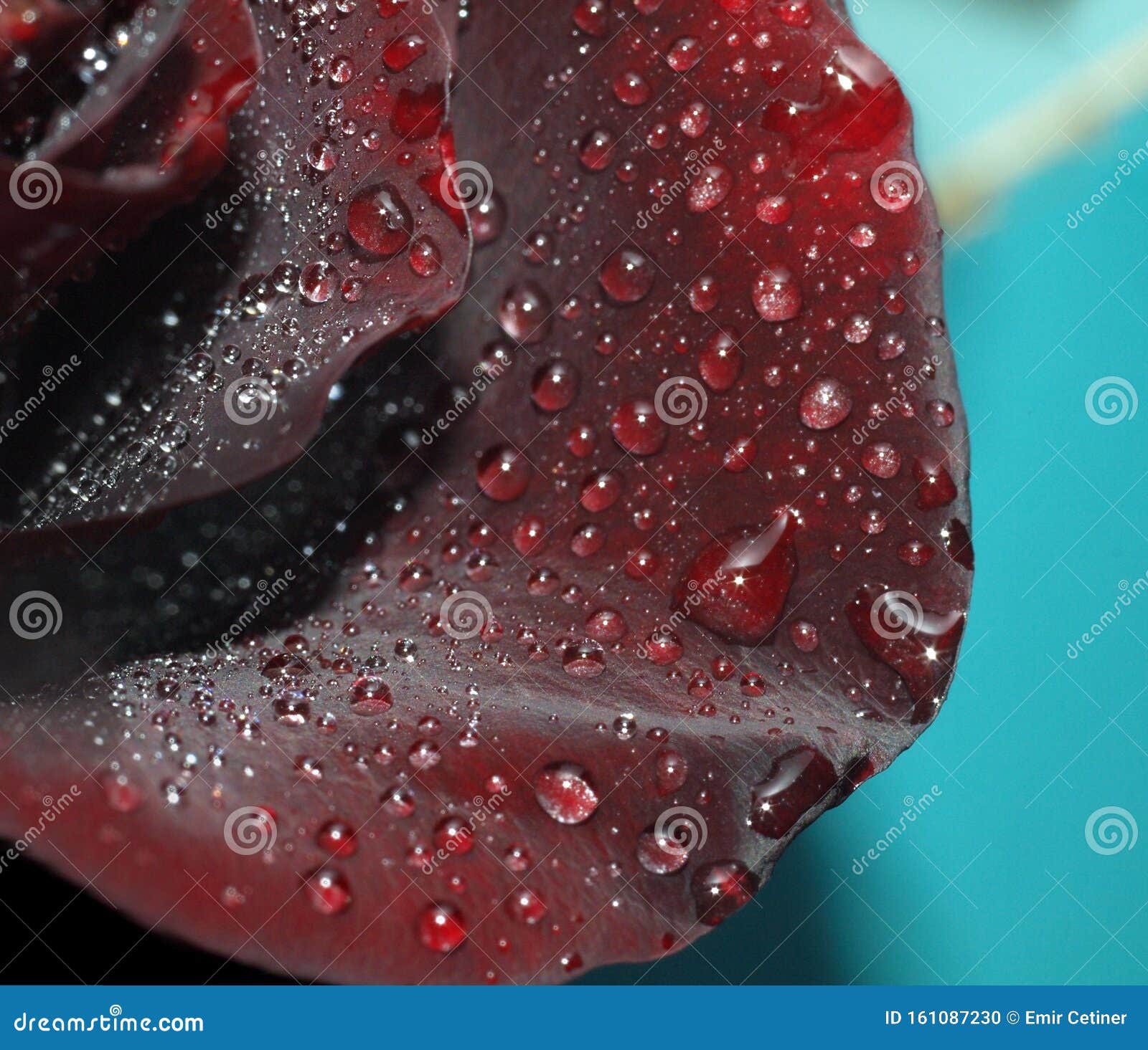 Blood red rose and blue stock photo. Image of blue, blood - 161087230