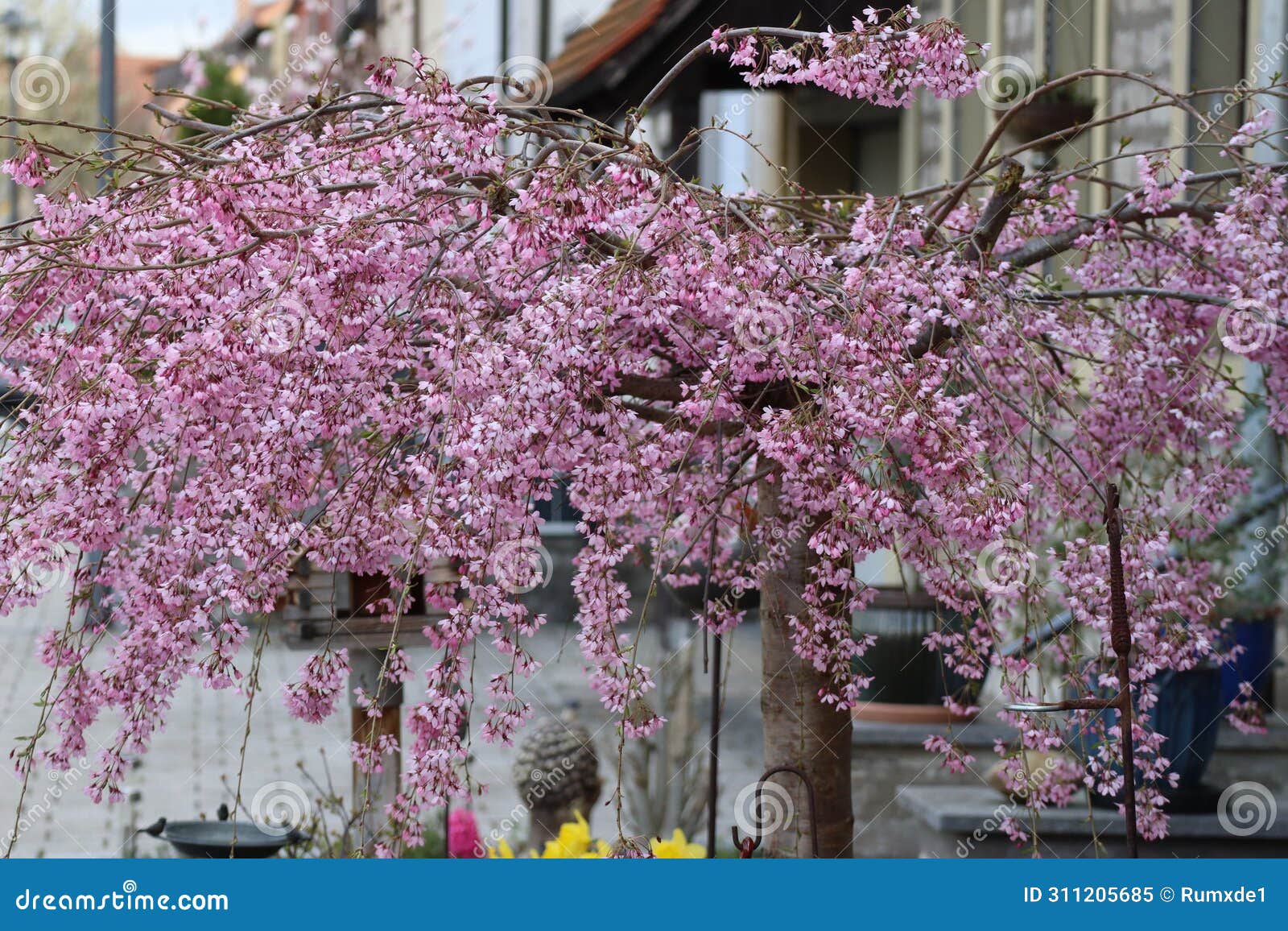 Blood-red Weeping Cherry Tree Stock Image - Image of species, tree ...