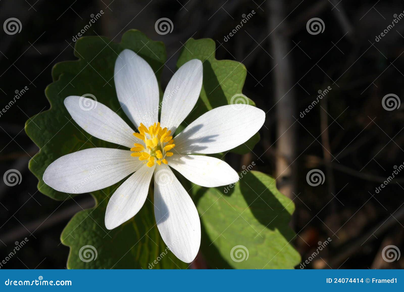 Blood-root Flower stock photo. Image of bear, starry - 24074414