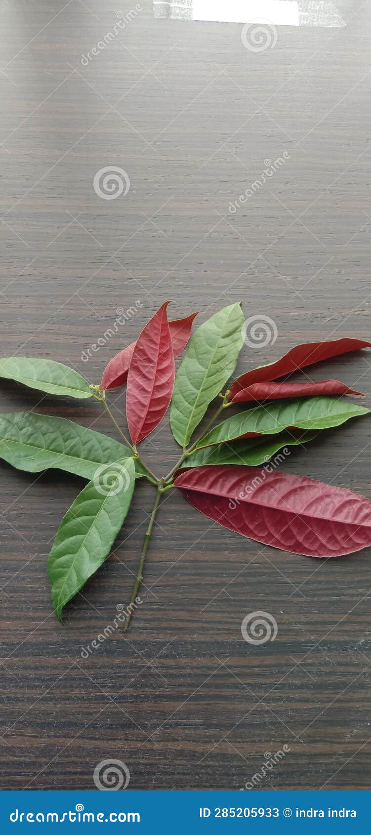 Blood Sambang Leaves are One of the Herbal Plants Stock Image - Image ...