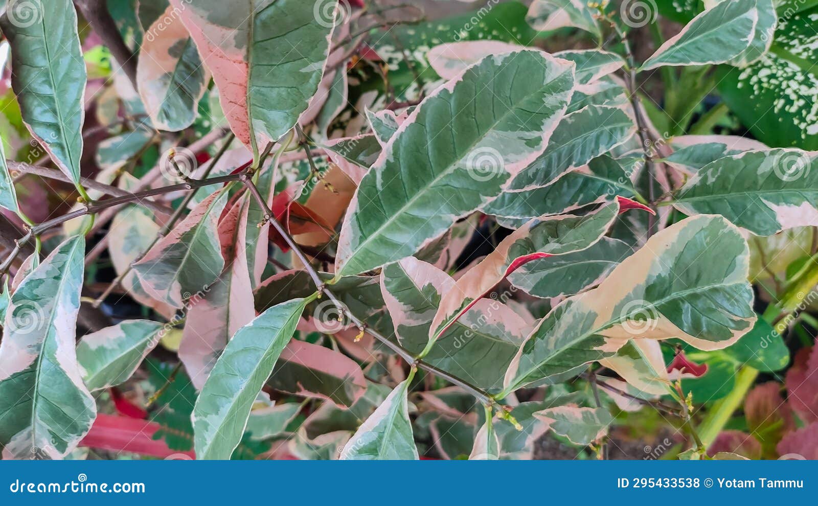 The Blood Sambang Ornamental Plant Has Beautiful Leaf Patterns Stock ...