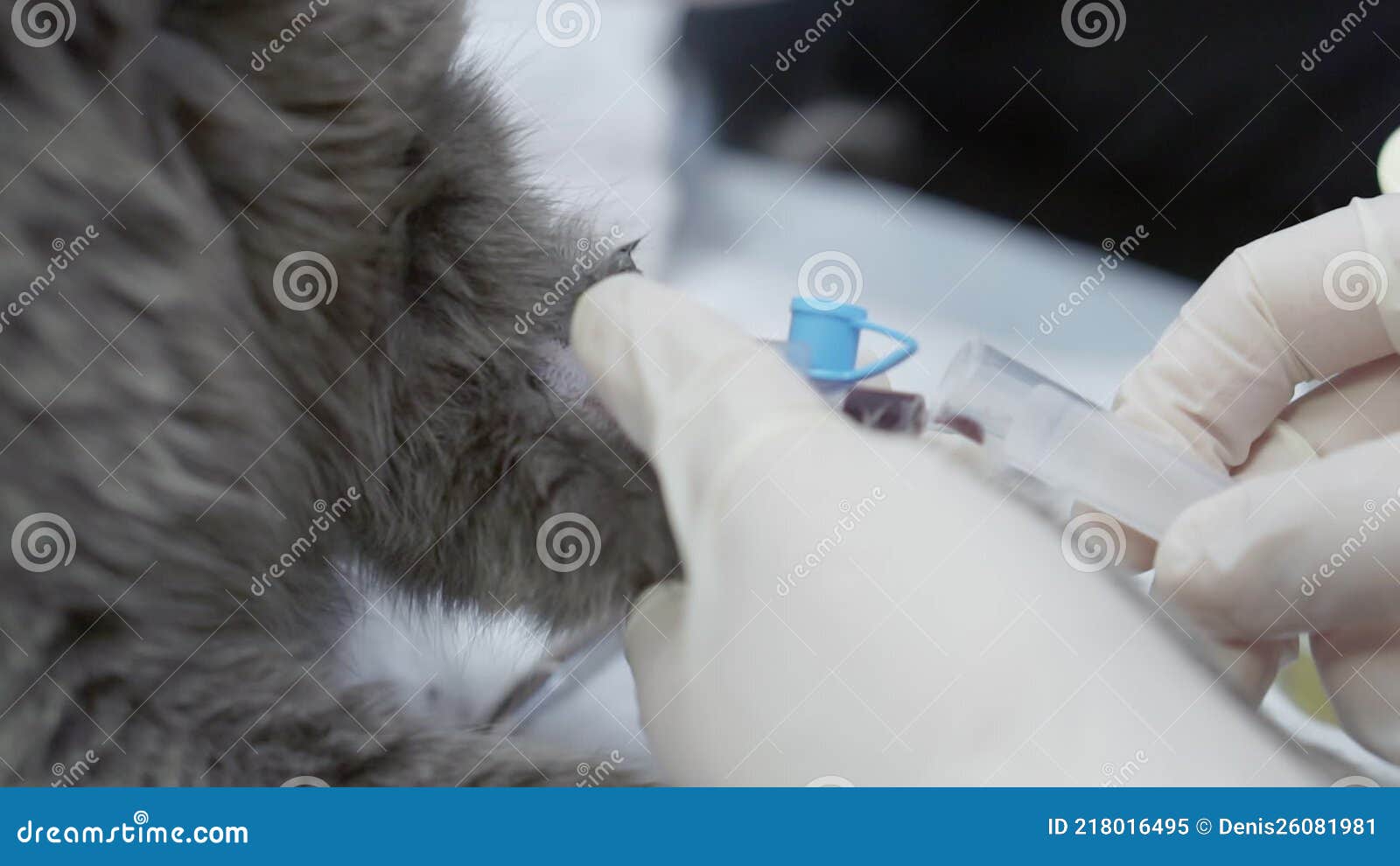 Blood Sampling for Analysis from a Cat with a Catheter. Stock Video ...