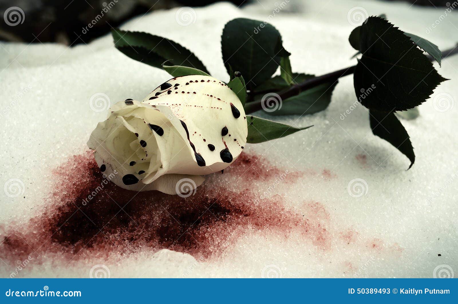 Blood Snow Rose stock image. Image of bloodyrose, bloodiness - 50389493
