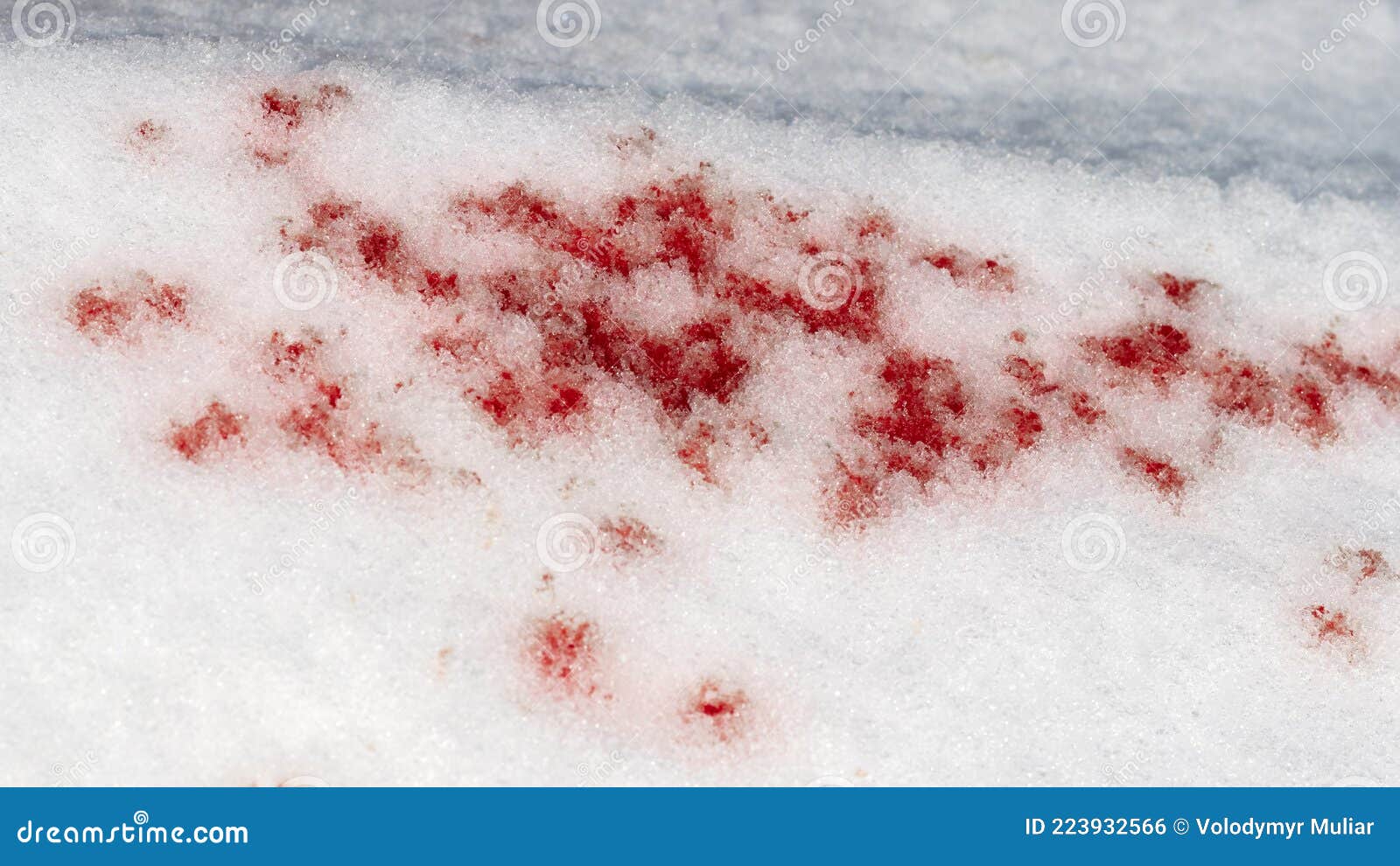 Blood-soaked White Snow. Accident, Consequence of Injury Stock Photo ...
