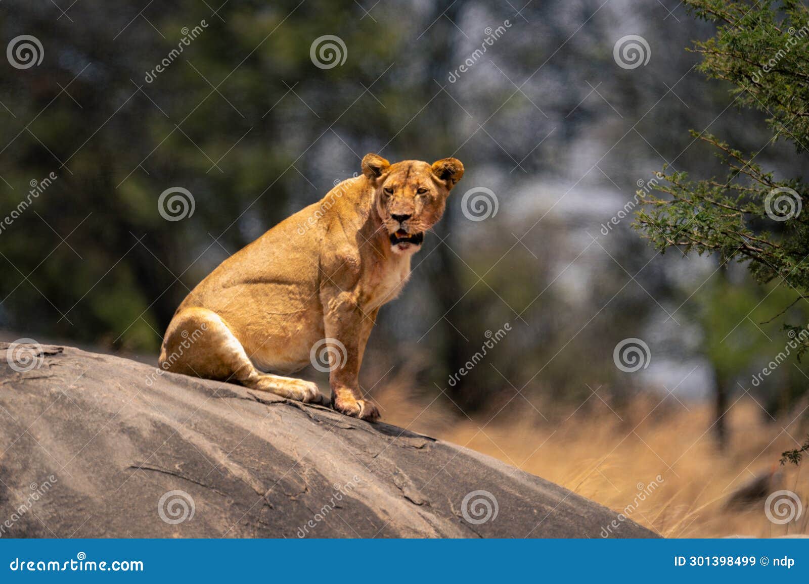 Blood-stained Lioness Sits on Rock Turning Head Stock Image - Image of ...