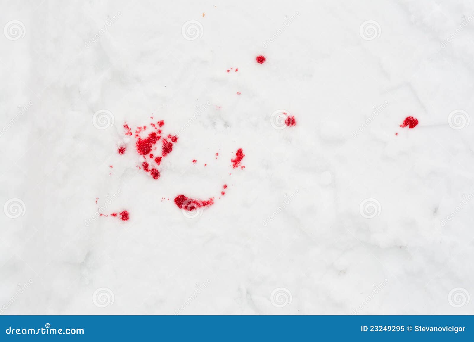 Blood stains in the snow stock image. Image of winter - 23249295