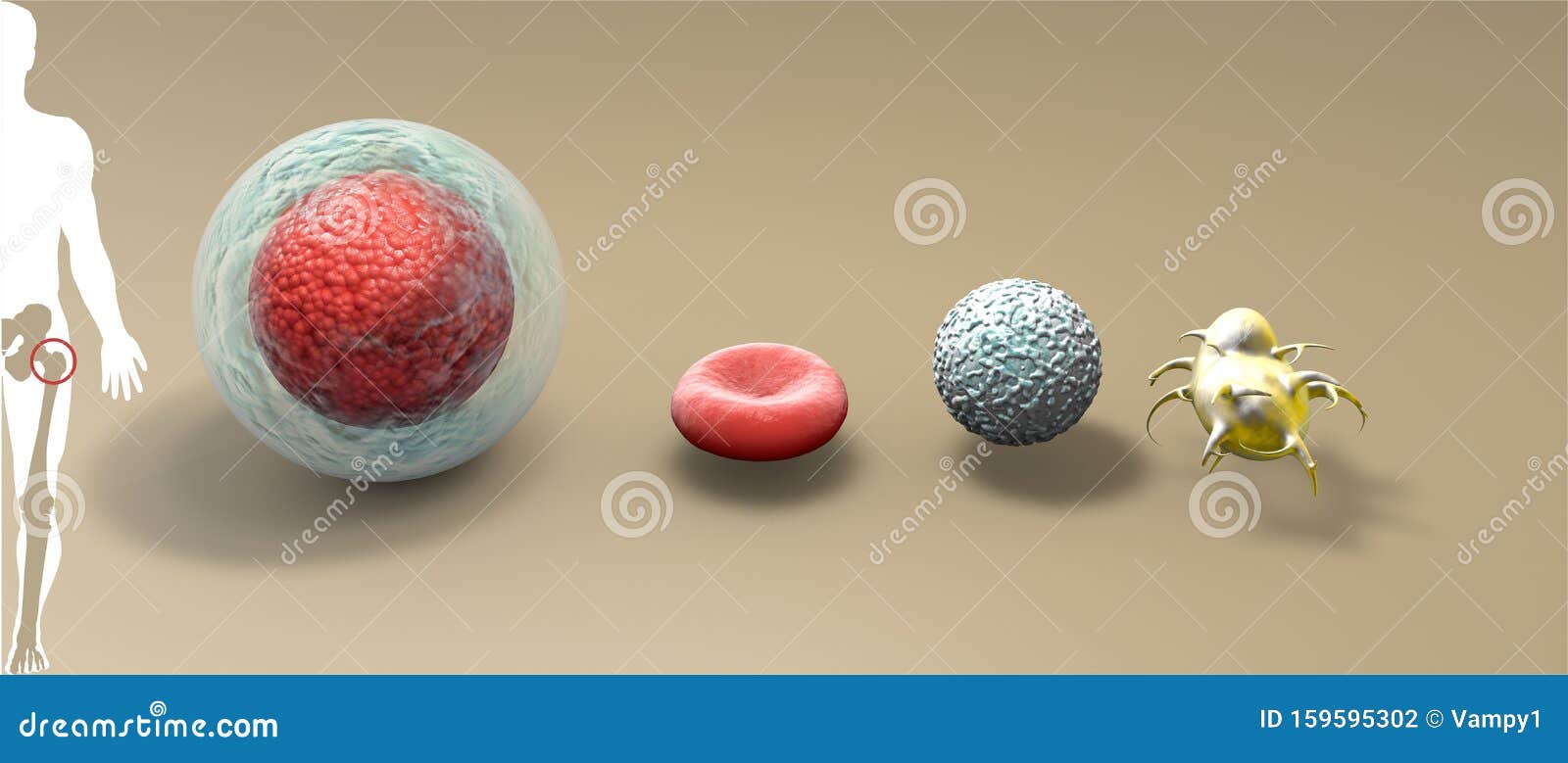 Blood Stem Cell Types Infographic Diagram Vector Illustration ...