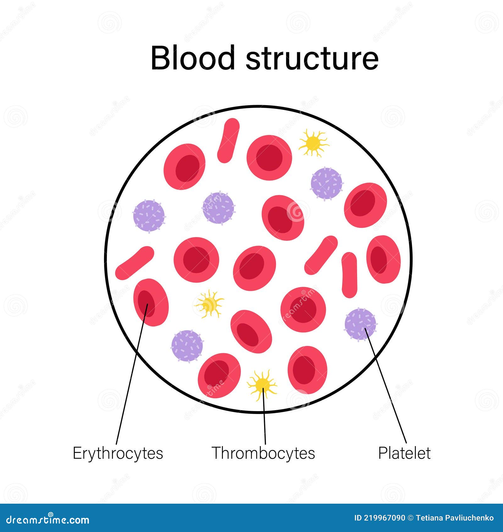 Blood structure concept stock vector. Illustration of biology - 219967090