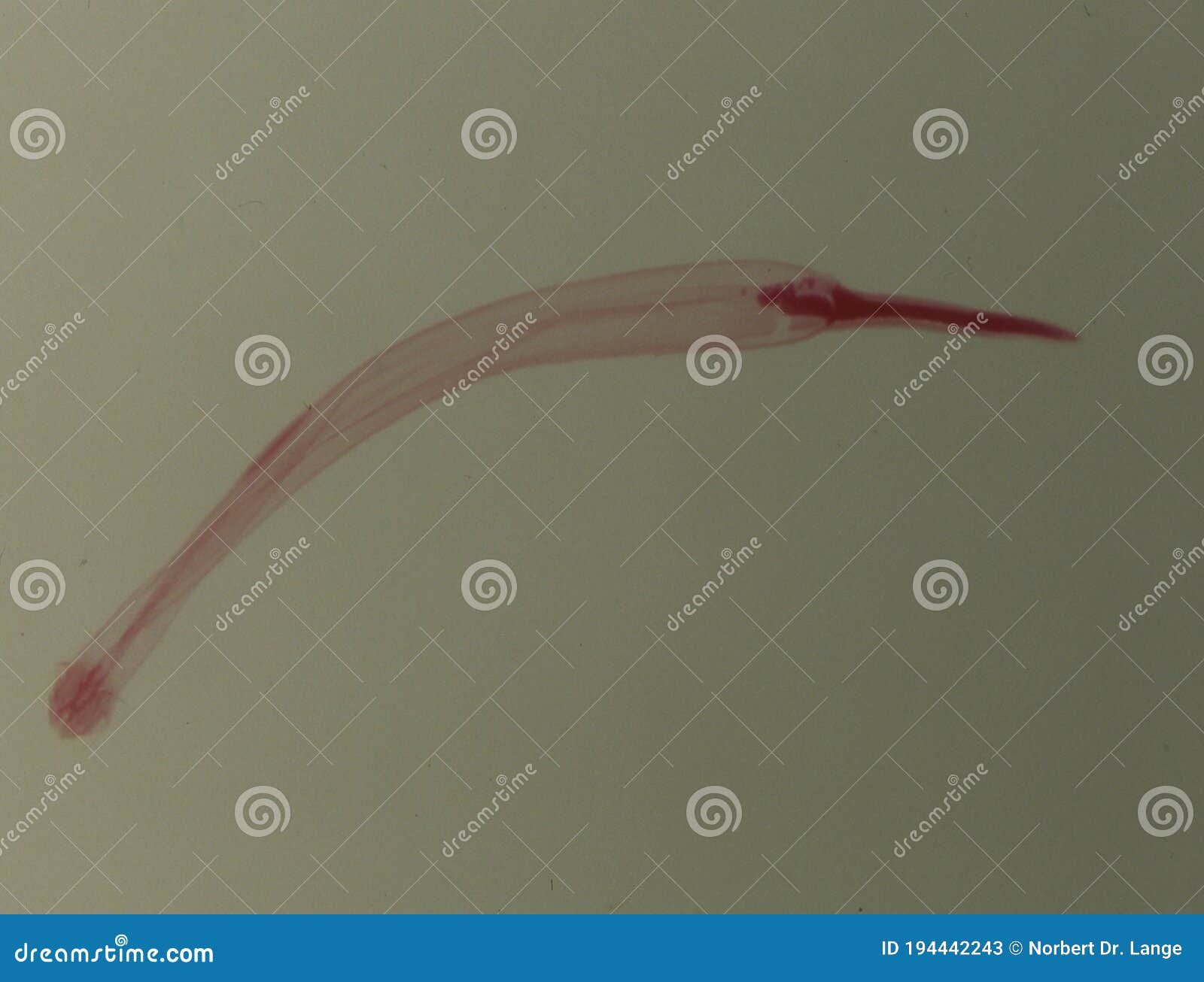 Blood-sucking leech stock image. Image of molluscs, segments - 194442243