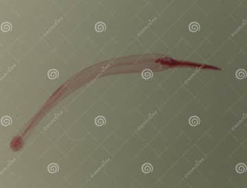 Blood-sucking leech stock image. Image of molluscs, segments - 194442243