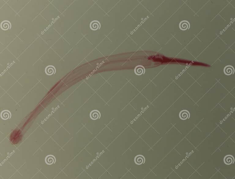 Blood-sucking leech stock image. Image of molluscs, segments - 194442243
