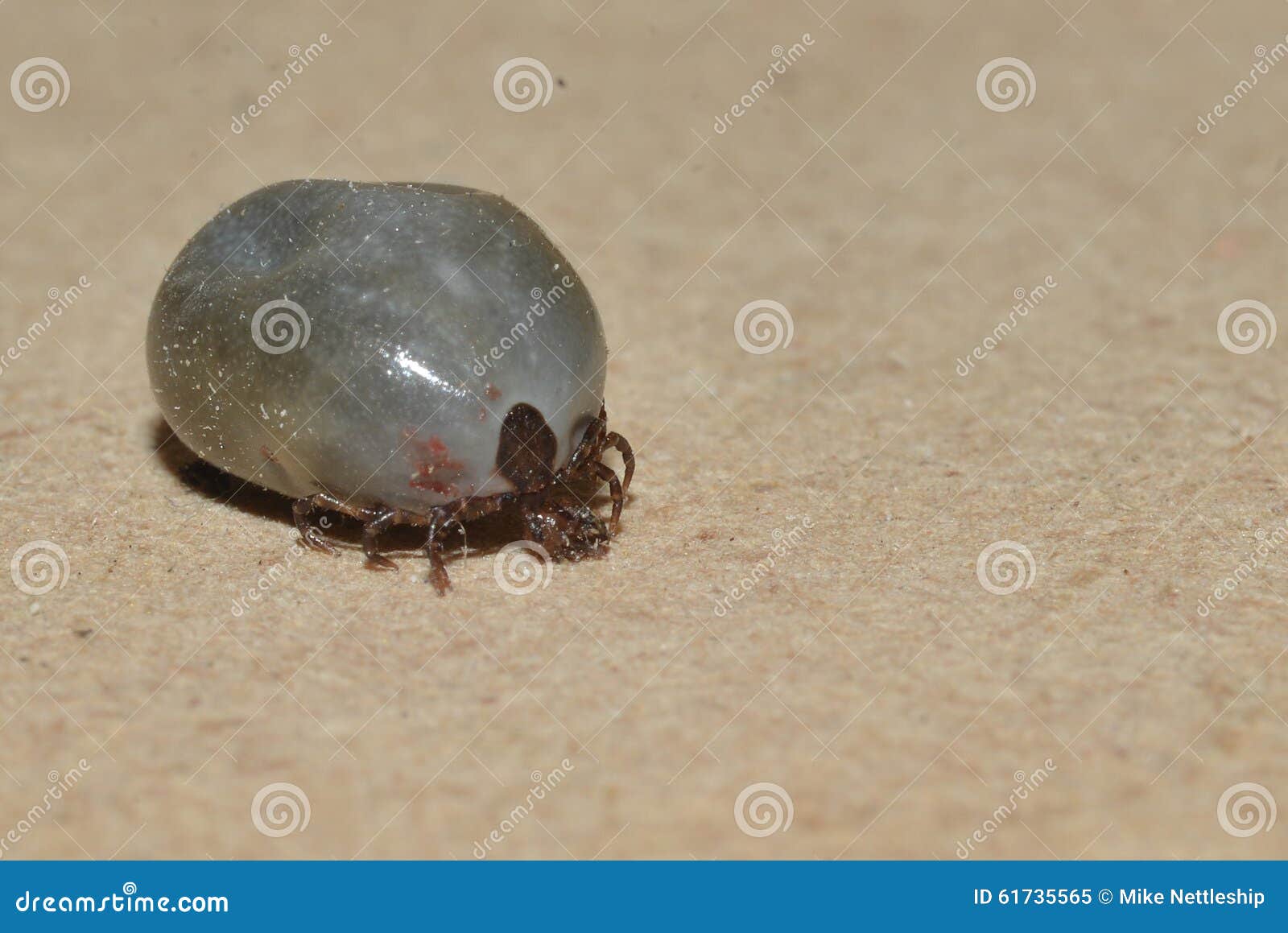 Blood sucking tic stock image. Image of tick, viles, full - 61735565