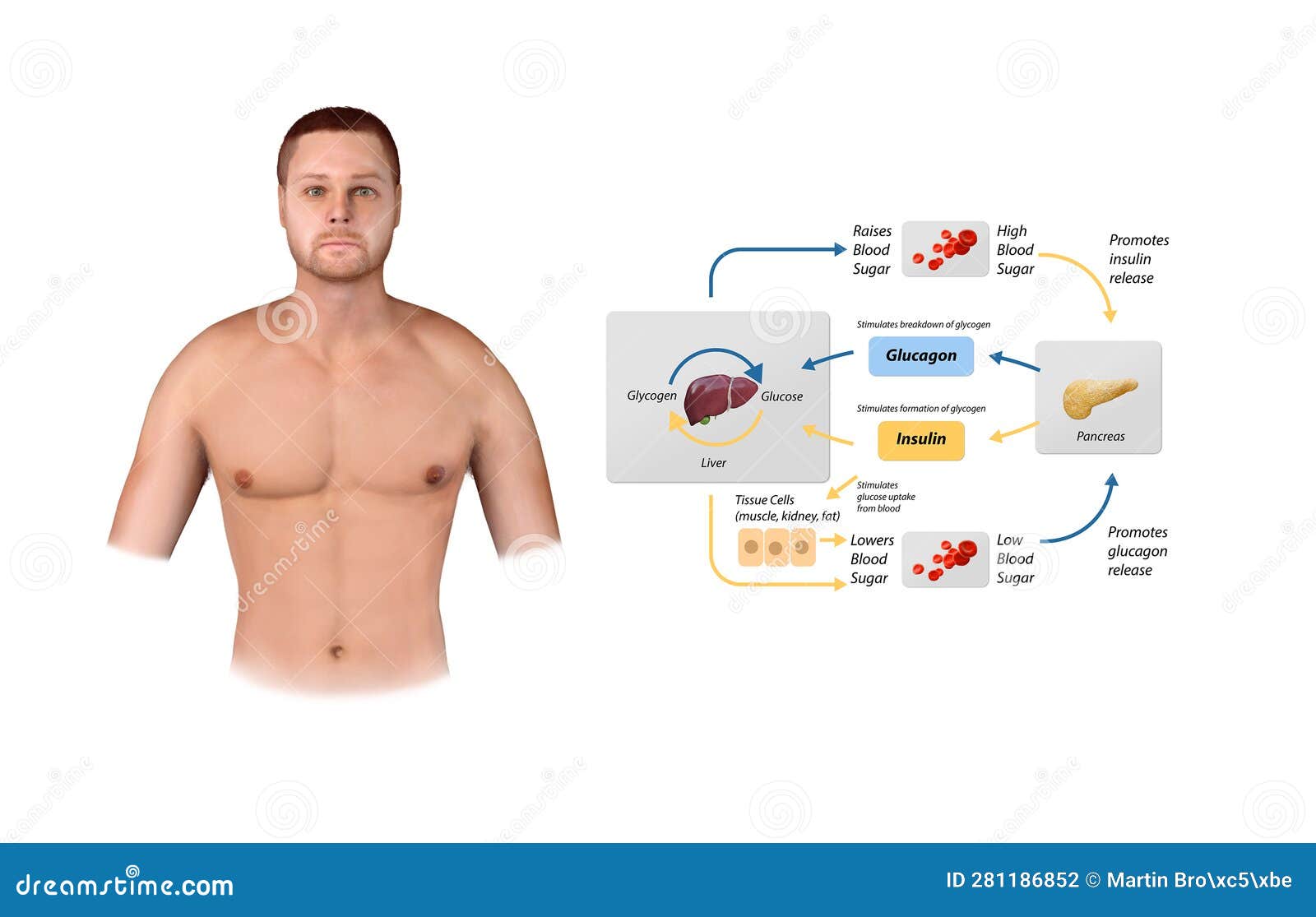 Blood Sugar Regulation Illustration. Labeled Process Cycle Scheme Stock ... Blood Sugar Regulation Illustration. Labeled Process Cycle Scheme Stock ...