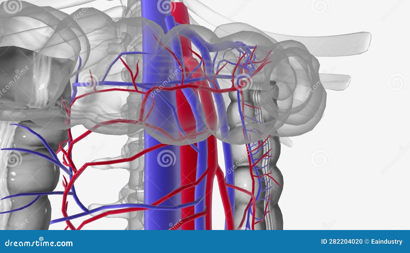 Blood Supply and Drainage, Marginal Artery of Colon Stock Footage ...