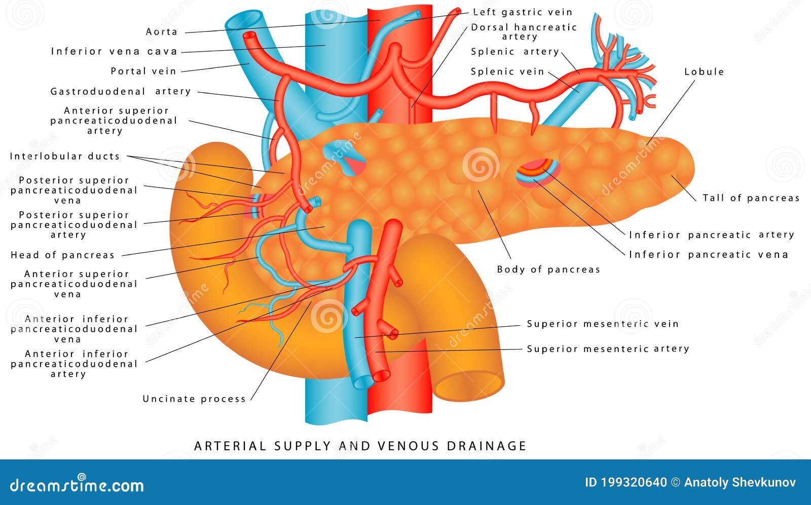 Blood Supply of the Pancreas Stock Vector - Illustration of medical ...