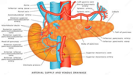 Blood Supply of the Pancreas Stock Vector - Illustration of medical ...