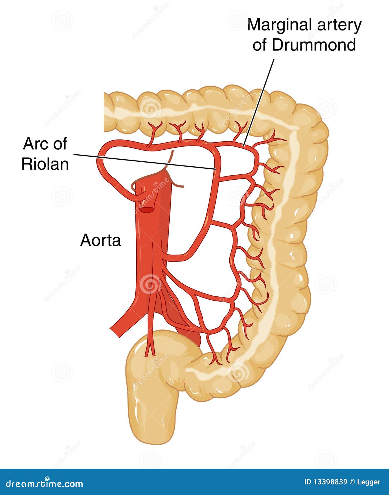 Marginal Artery Colon