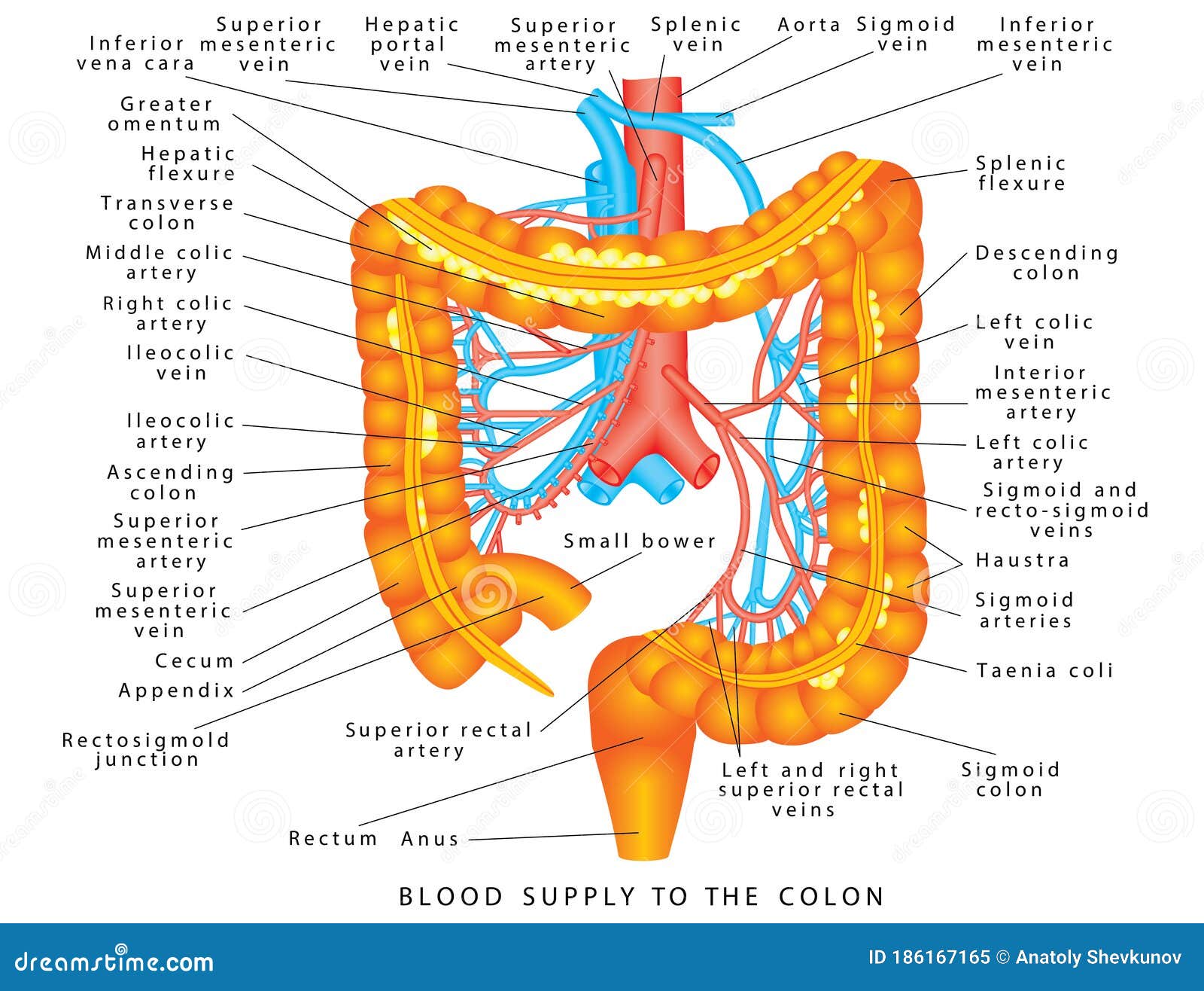 Colon Cartoons, Illustrations & Vector Stock Images - 14479 Pictures to ...