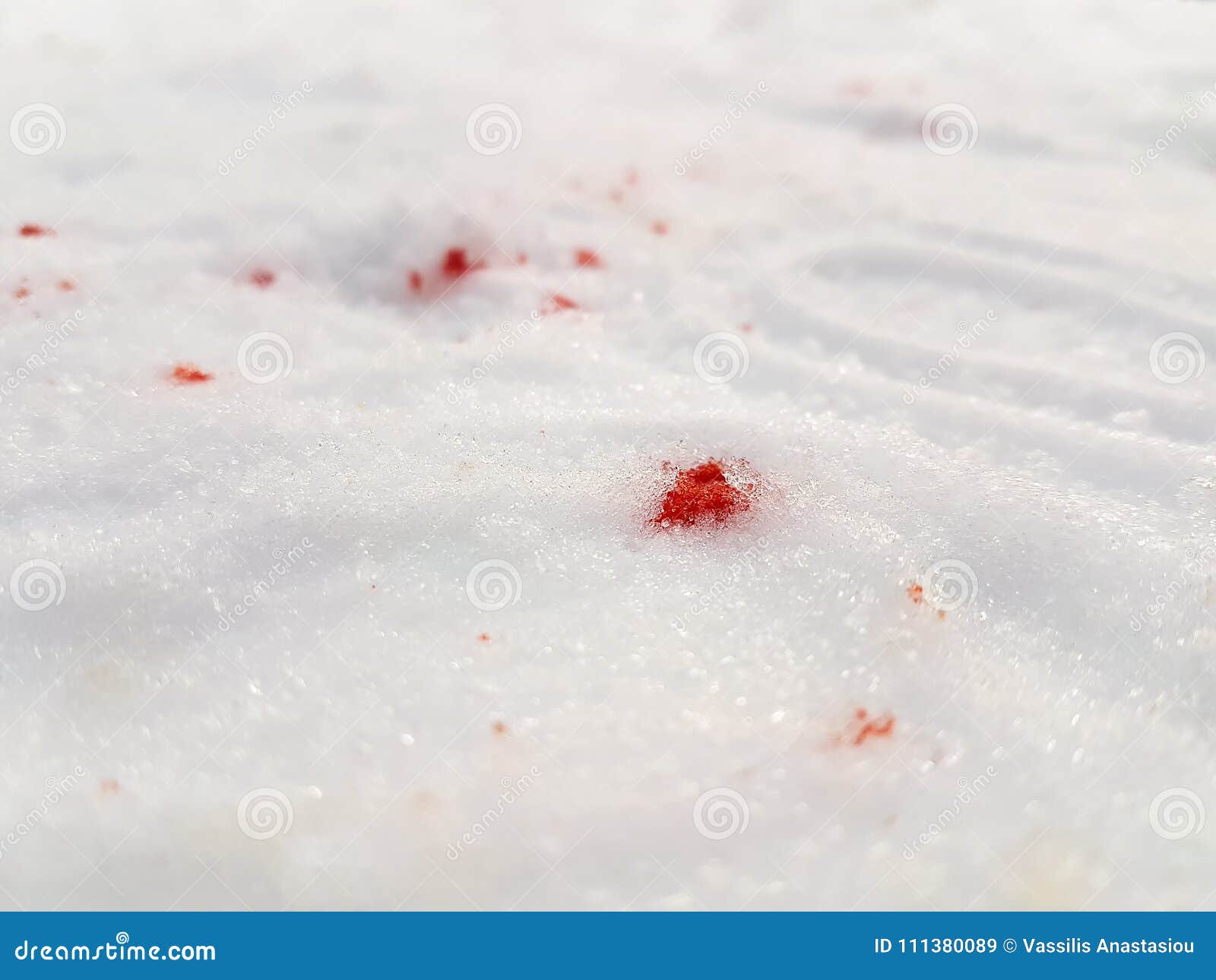 Blood Trace on the Snow. a Terrifying Scenic Stock Image - Image of ...
