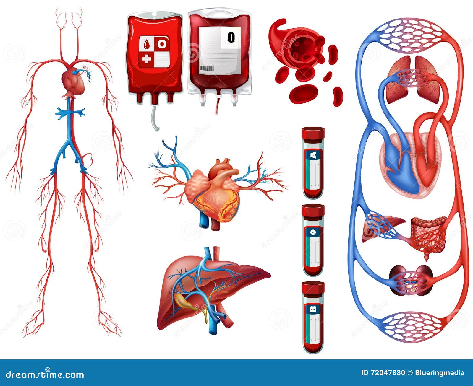 Blood Types and Breathing System Stock Vector - Illustration of ...