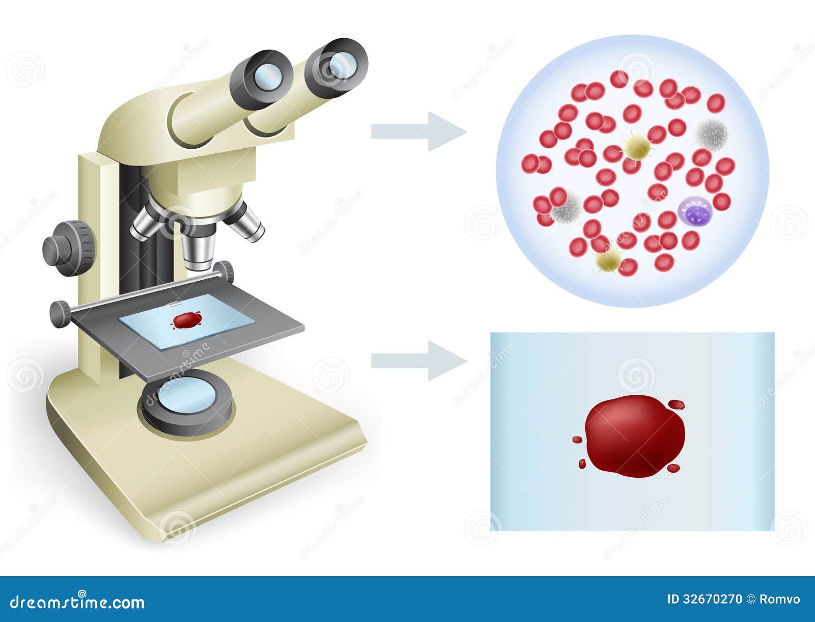 Blood under a microscope stock vector. Illustration of glass - 32670270