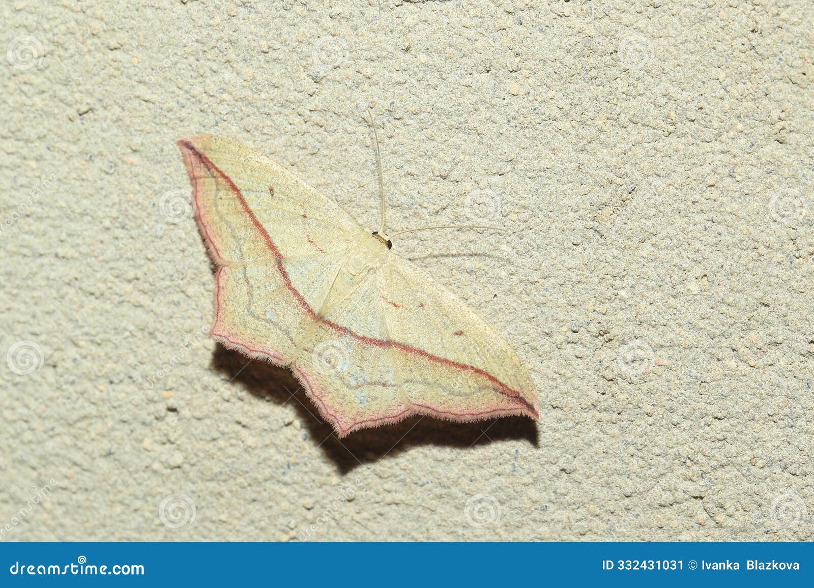 Blood-vein Moth Royalty-Free Stock Image | CartoonDealer.com #202254478
