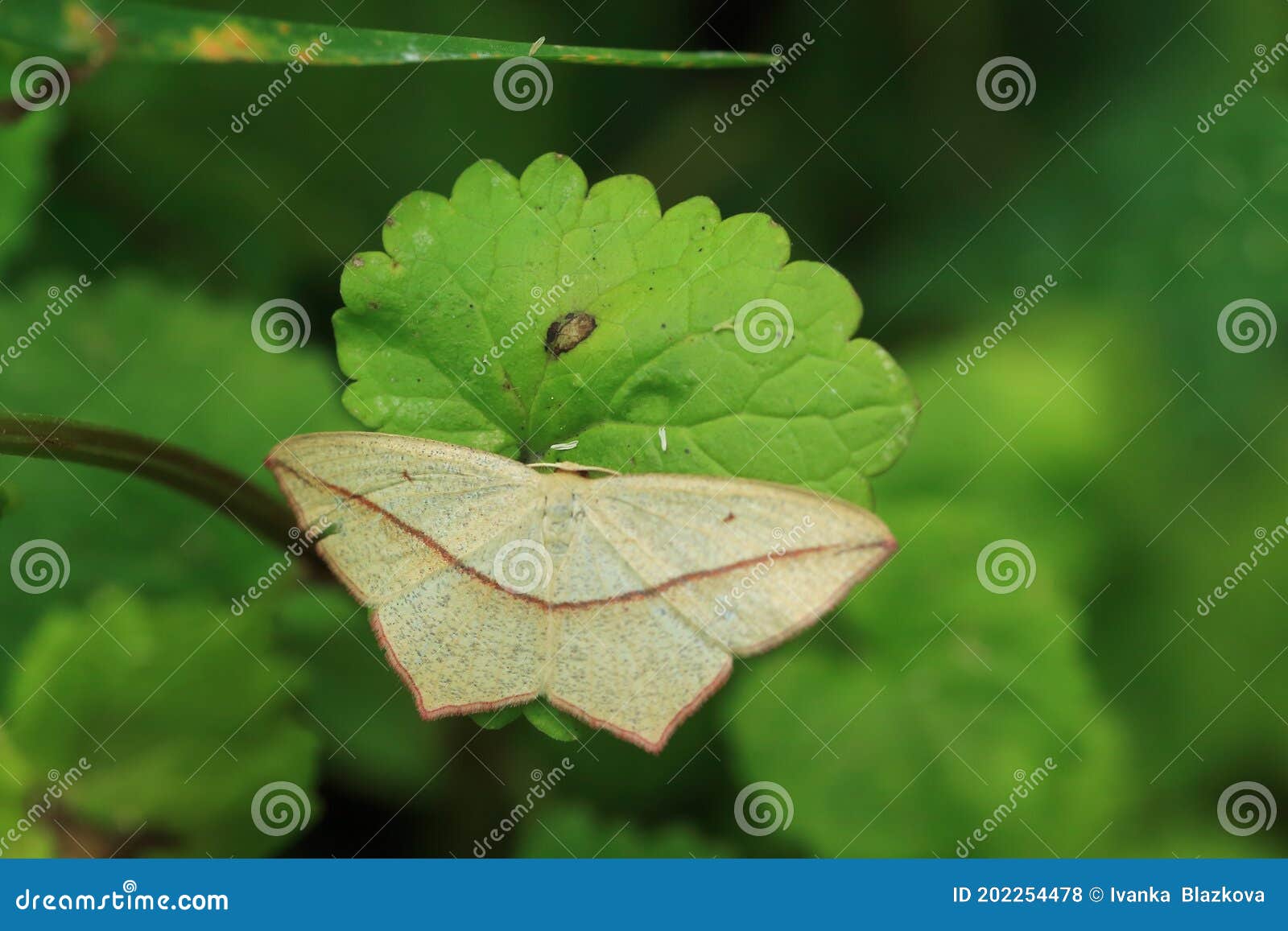 Blood-vein moth stock photo. Image of insect, blood - 202254478