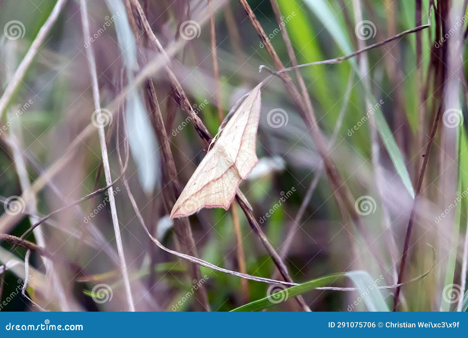 Blood-vein Moth Royalty-Free Stock Image | CartoonDealer.com #202254478