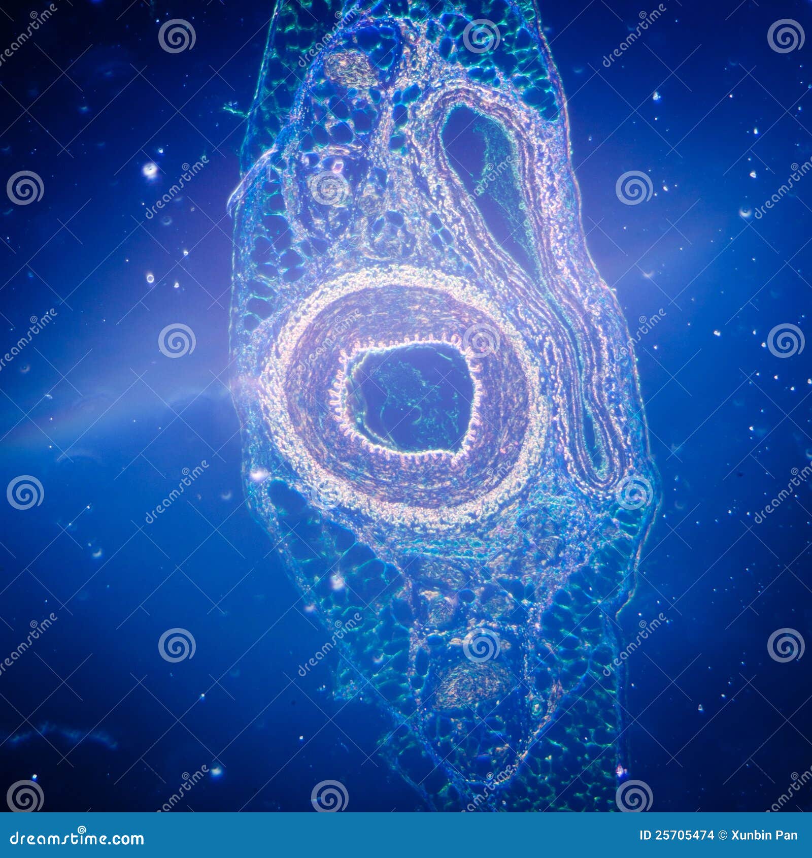 Artery Blood Vessel Under Microscope View For Education Histology ...