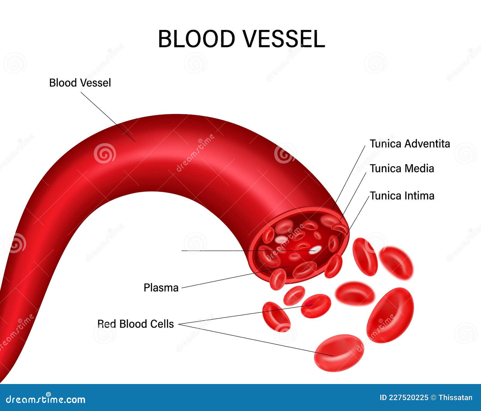 Free diagrams of blood vessels Free diagrams of blood vessels